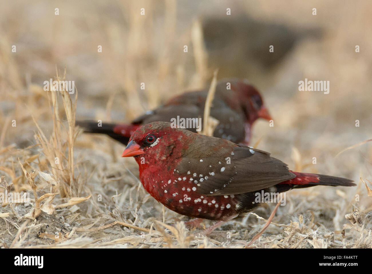 Red Avadavat (Amandava amandava) on ground feeding Stock Photo - Alamy