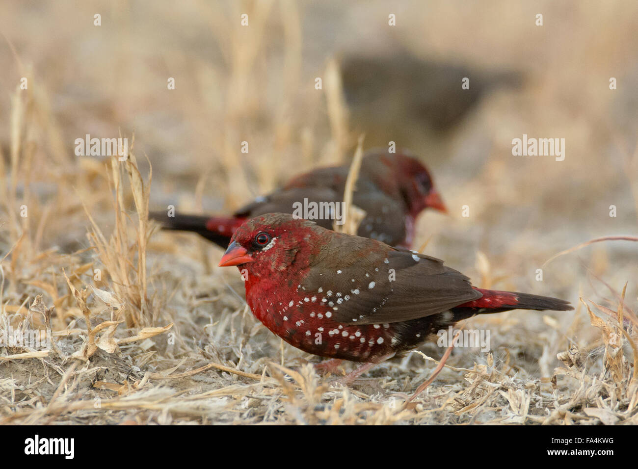 Red Avadavat (Amandava amandava) on ground feeding Stock Photo - Alamy