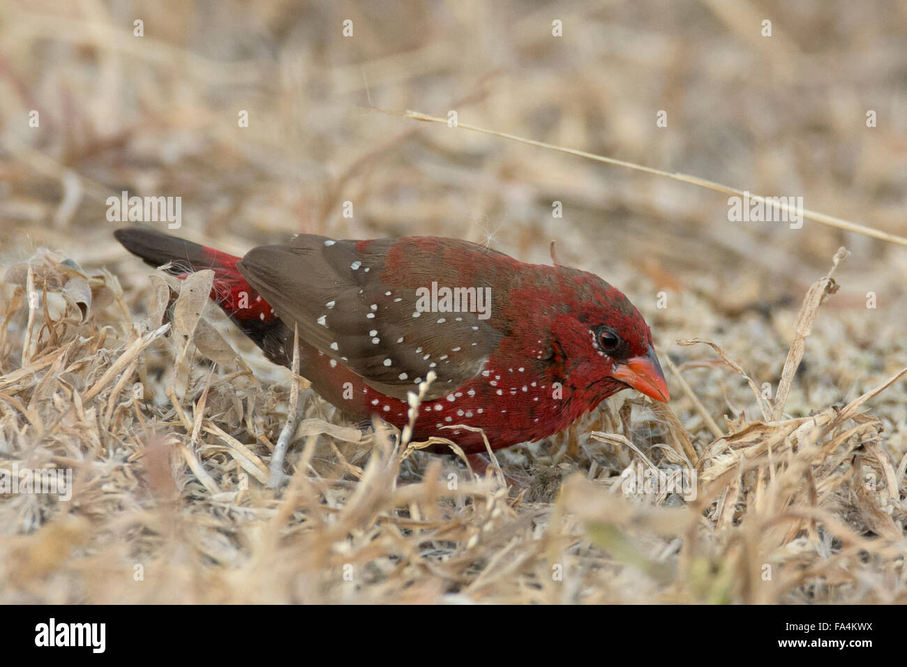 Red Avadavat (Amandava amandava) on ground feeding Stock Photo - Alamy