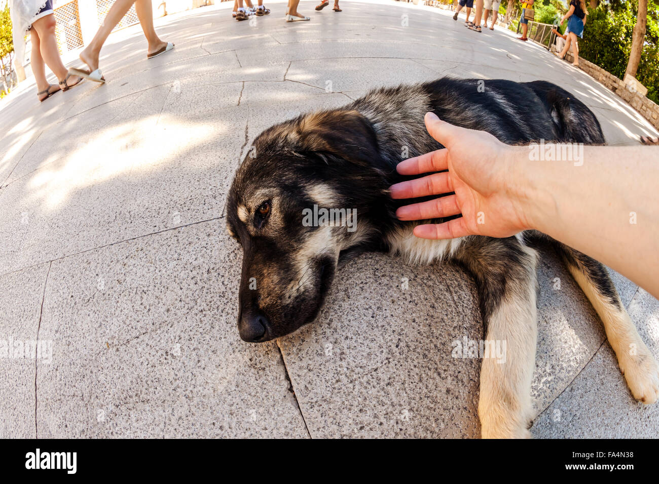 stray dog helping Stock Photo - Alamy