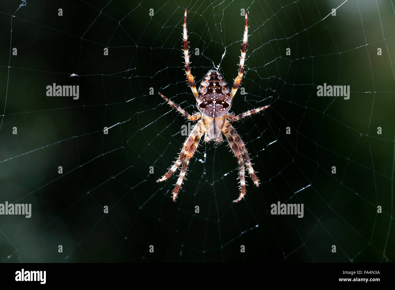 Spider hanging hi-res stock photography and images - Alamy