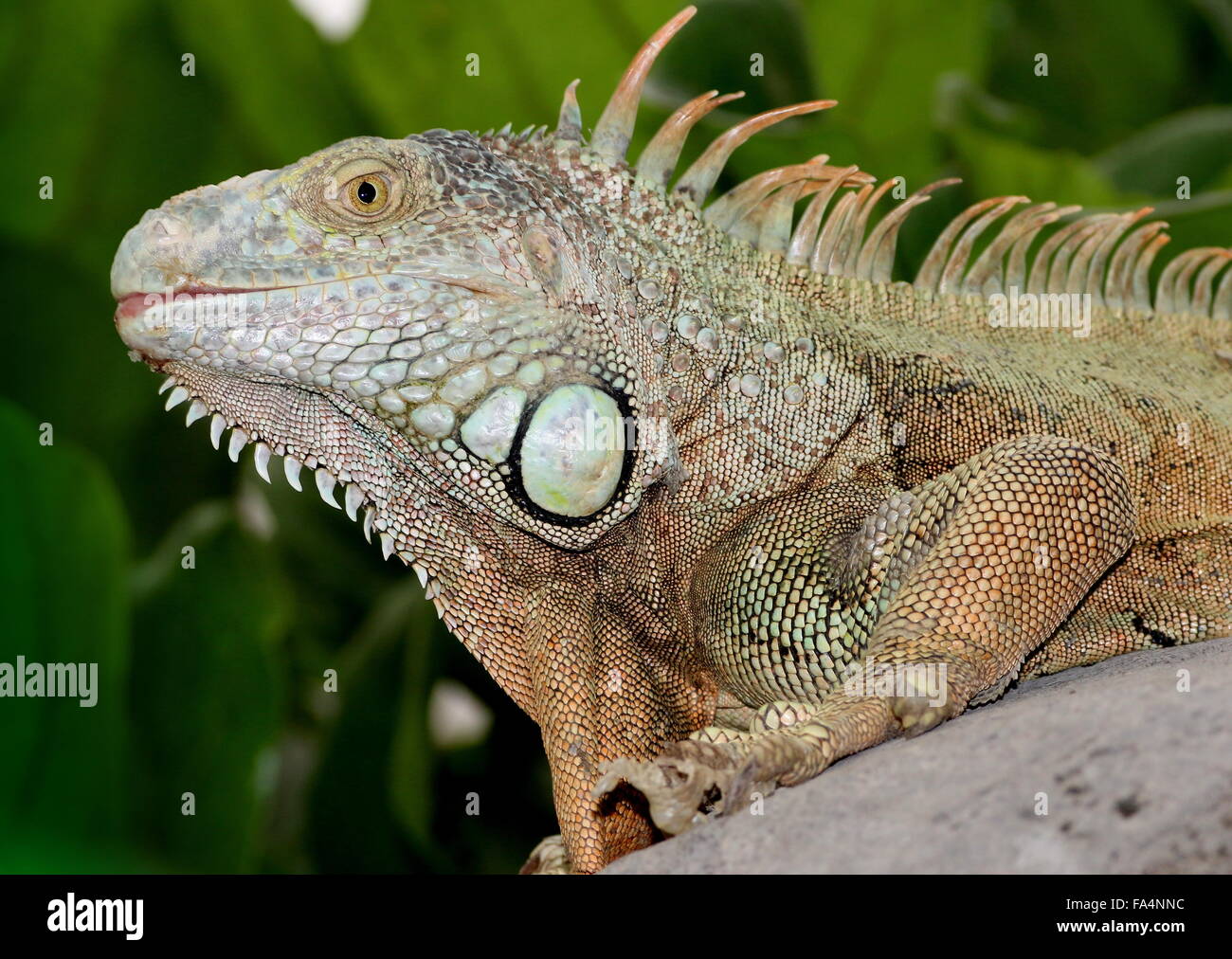 Central and south american reptiles hi-res stock photography and images ...
