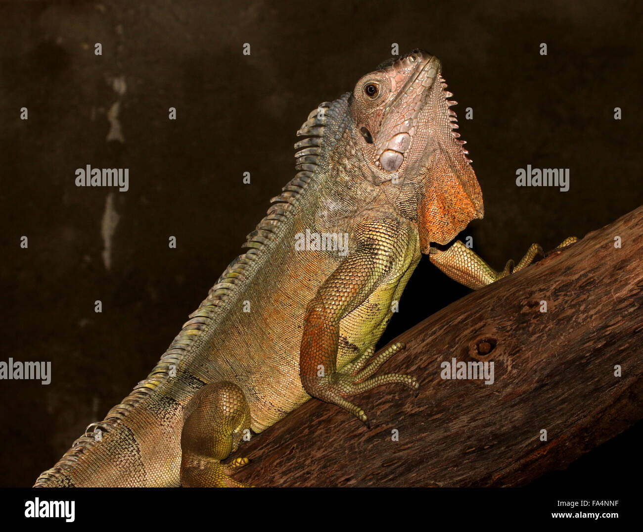 South and Central America Green Iguana (Iguana iguana), head raised ...