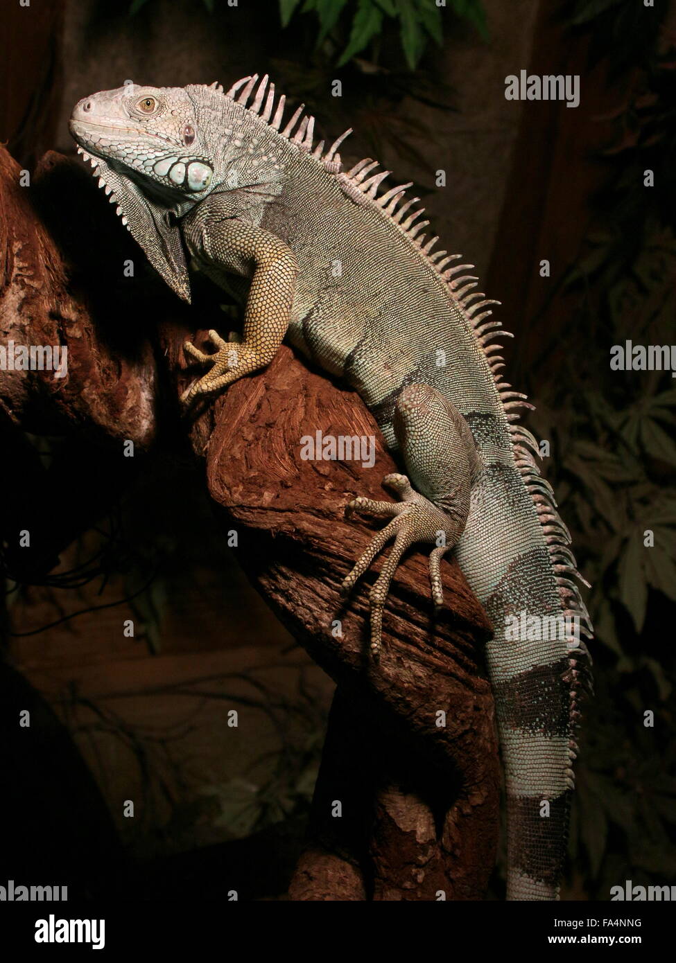 Central and south american reptiles hi-res stock photography and images ...