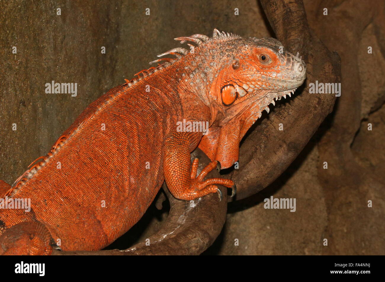 Central and south american reptiles hi-res stock photography and images ...