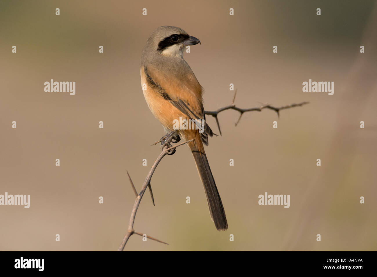 Long tailed shrike in asia hi-res stock photography and images - Alamy