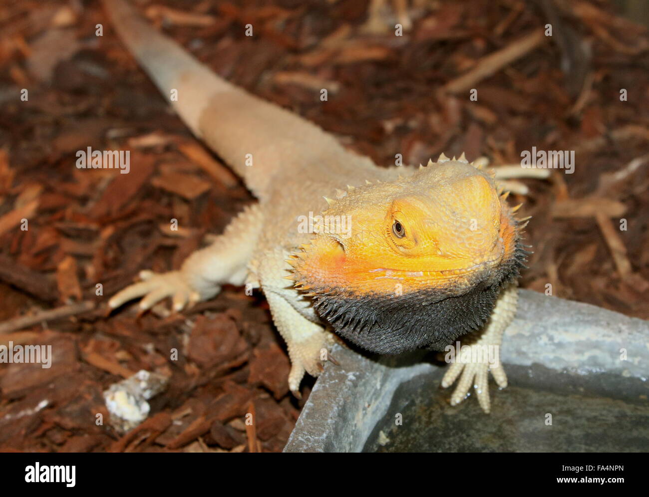 Bearded drago hi-res stock photography and images - Alamy