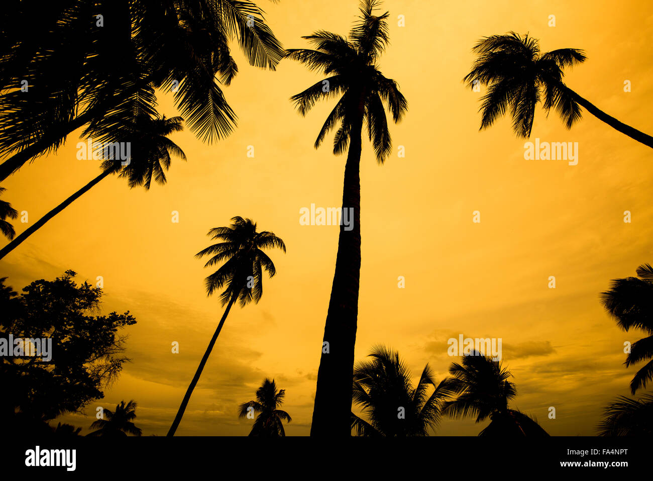 silhouette palm trees on sunset Stock Photo - Alamy