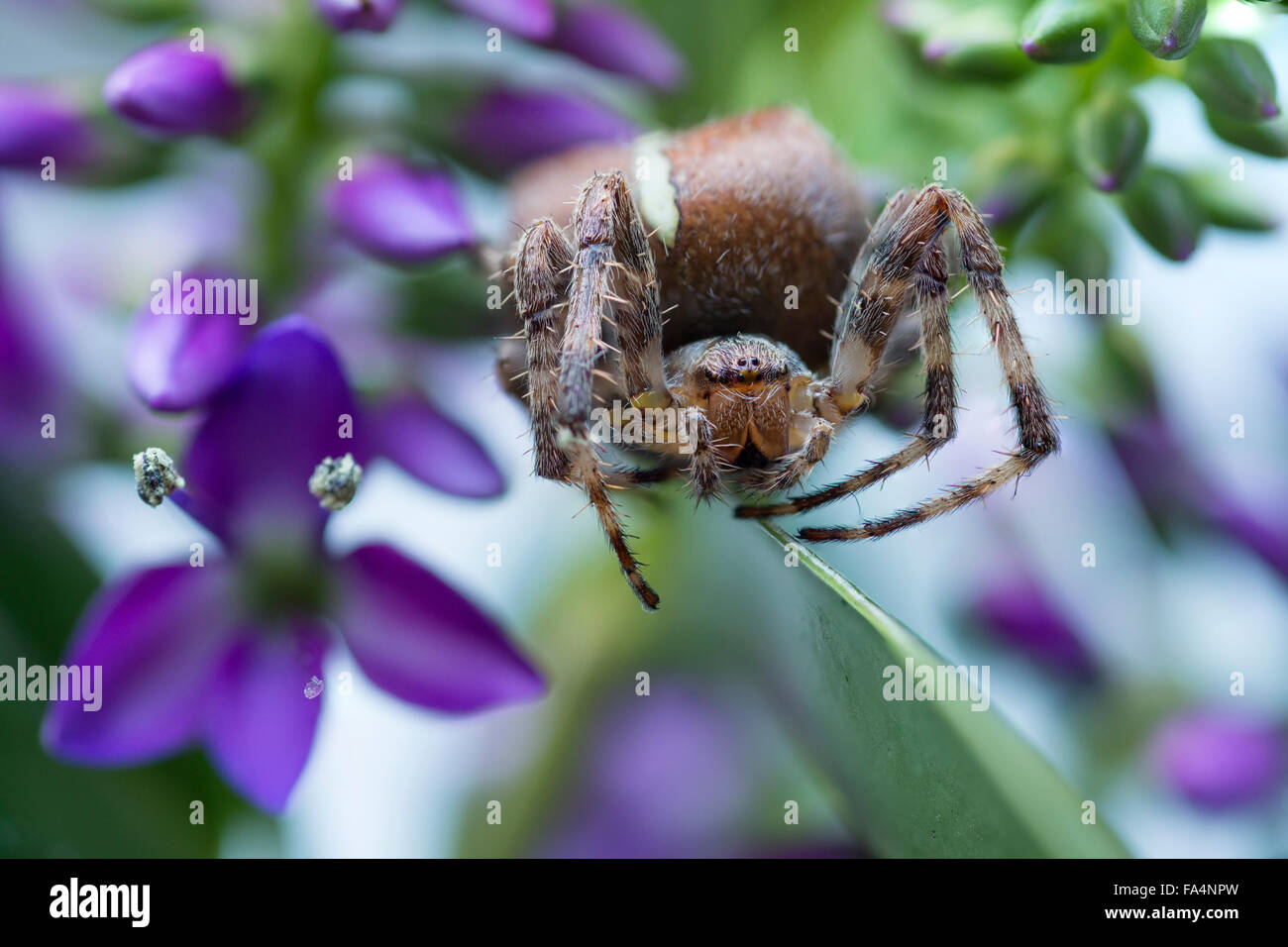 common garden spider Stock Photo - Alamy