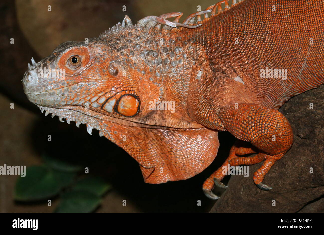 Green iguana male orange hi-res stock photography and images - Alamy