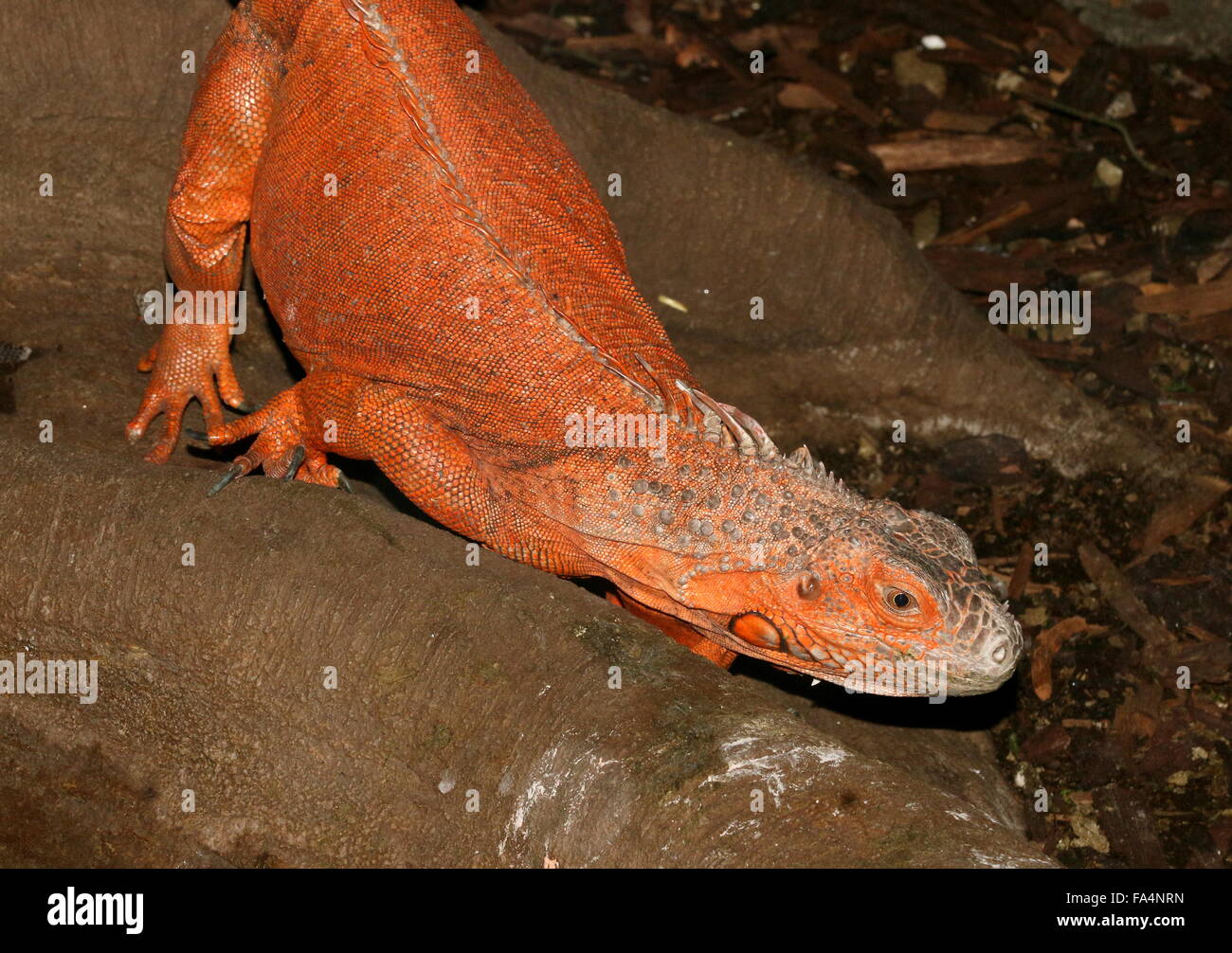 Male Mexican or Central America Green Iguana (Iguana iguana), orange ...