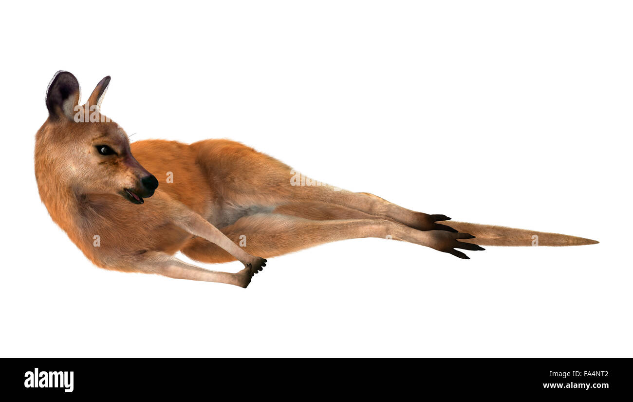 3D digital render of a red kangaroo resting isolated on white ...