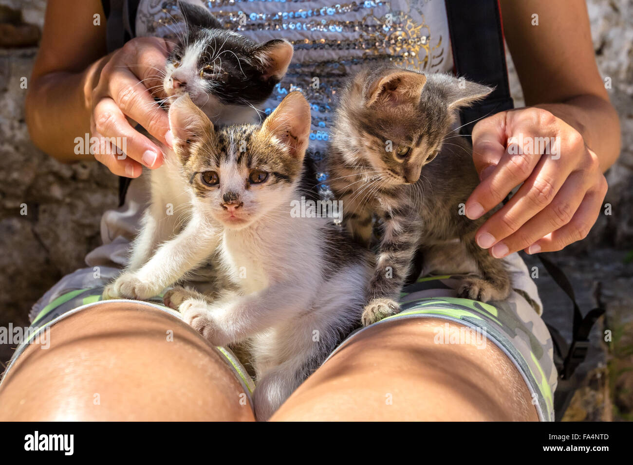 Stray kittens hi-res stock photography and images - Alamy