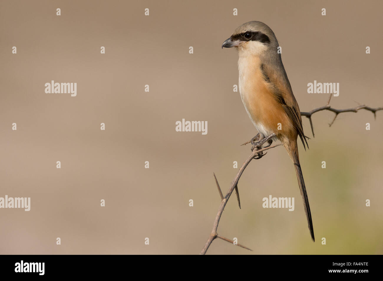long-tailed shrike or rufous-backed shrike (Lanius schach Stock Photo - Alamy