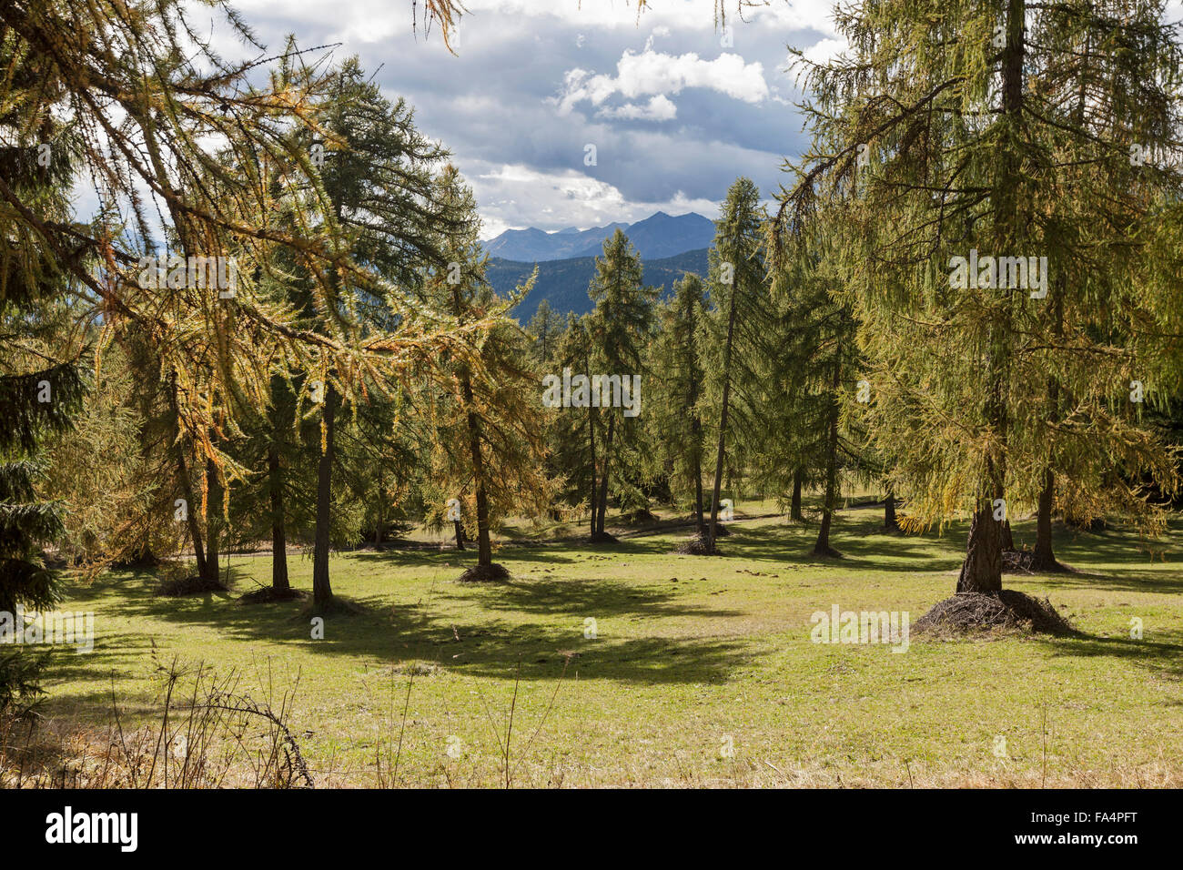 Trees in a forest, South Tyrol, Italy Stock Photo - Alamy