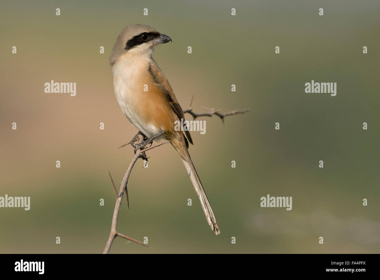 long-tailed shrike or rufous-backed shrike (Lanius schach Stock Photo - Alamy