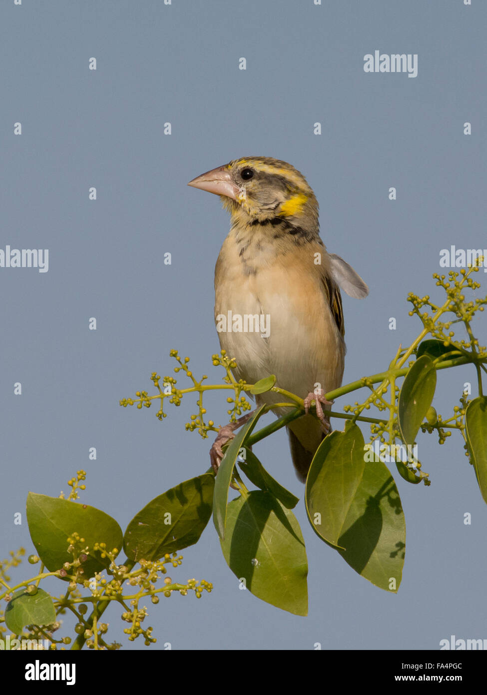 Baya Weaver (Ploceus philippinus Stock Photo - Alamy