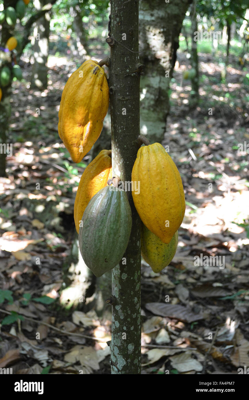 Ripe cocoa pods hi-res stock photography and images - Alamy
