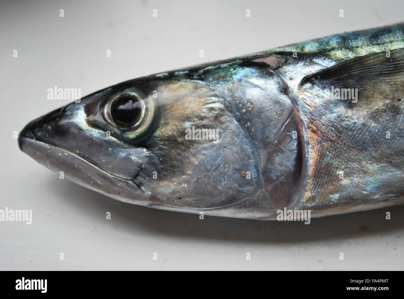 Fishmongers hi-res stock photography and images - Alamy