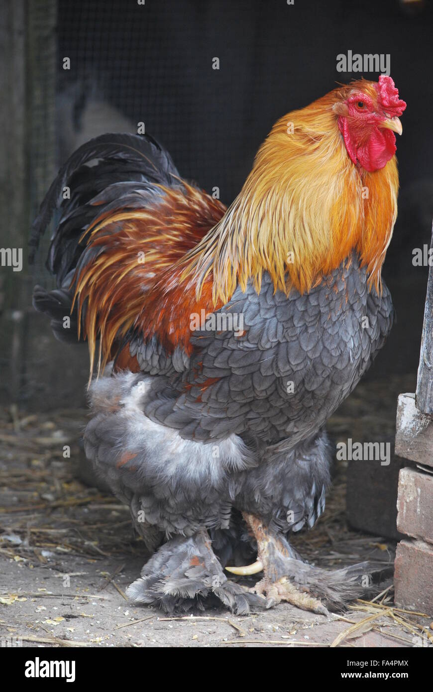 Cockerel rooster hi-res stock photography and images - Alamy