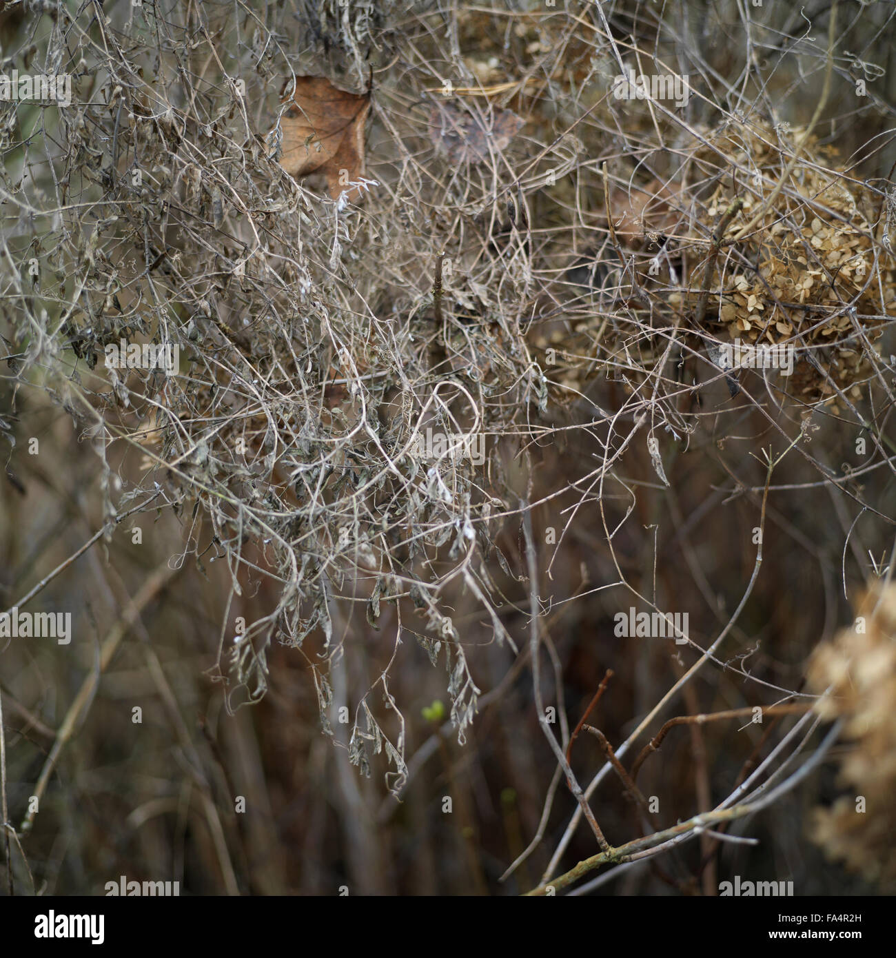 Interlacing plant hi-res stock photography and images - Alamy