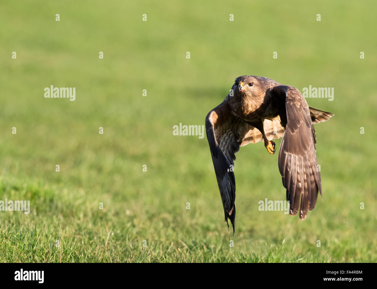 Male and female common buzzard hi-res stock photography and images - Alamy