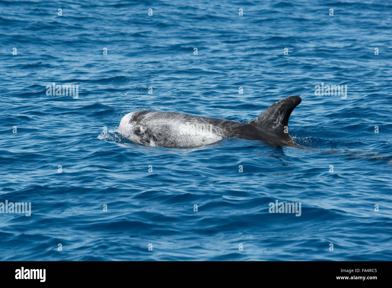 Risso's Dolphin (Grampus griseus) surfacing, Drake Bay, Costa Rica ...