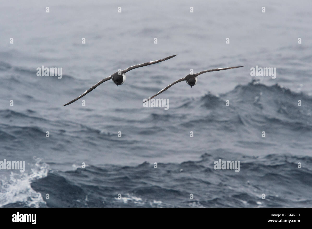 Two Cape petrels, Daption capense, flying in Drake Passage, Antarctica ...