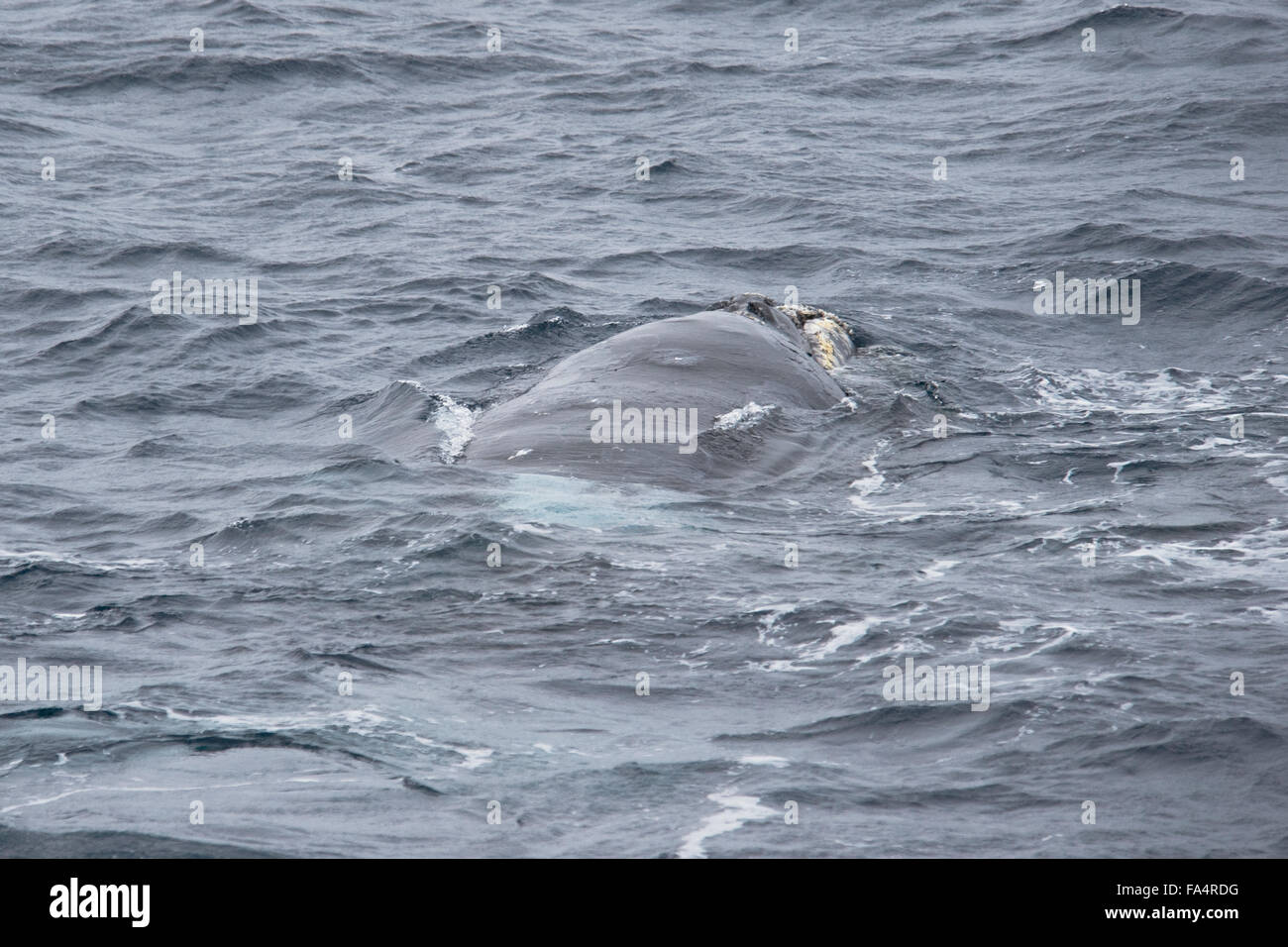 Southern right whale eubalaena australis hi-res stock photography and ...
