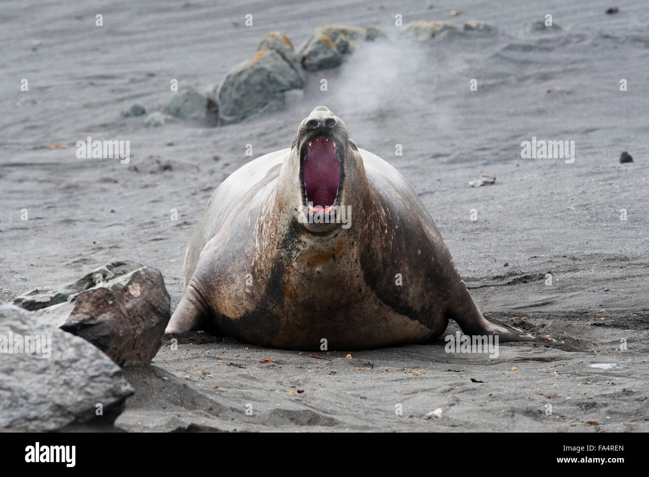 Bull southern elephant seal (Mirounga leonina), roaring and showing ...
