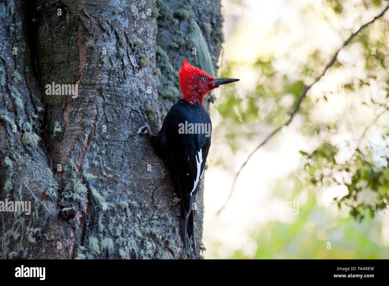 Male Magellanic woodpecker (Campephilus magellanicus), on tree showing ...