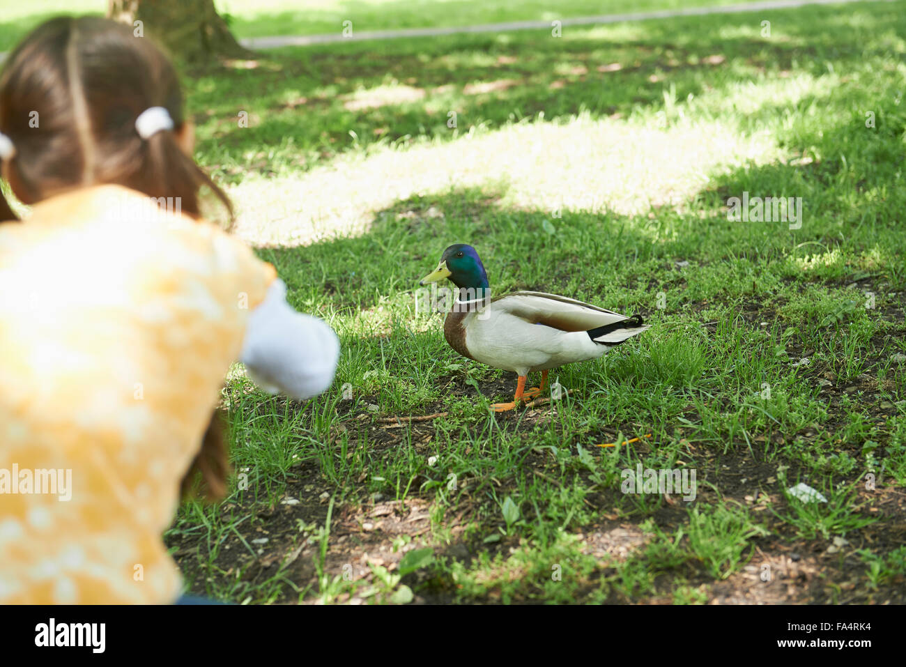 Duck Children High Resolution Stock Photography and Images - Alamy