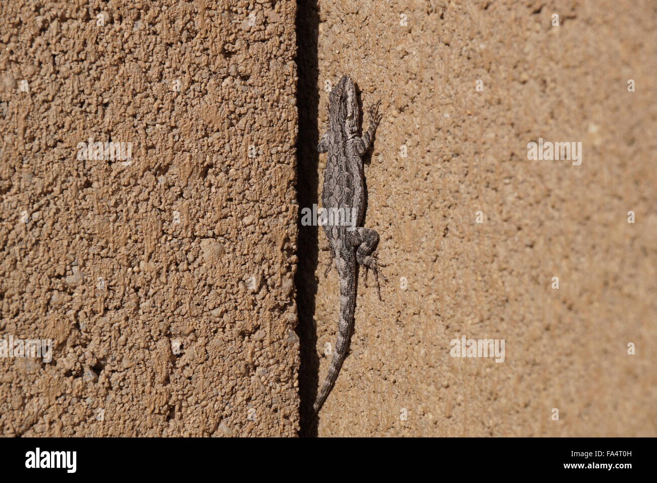 Lizard on wall Stock Photo - Alamy