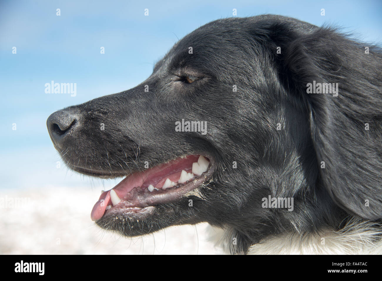 Friese stabij hi-res stock photography and images - Alamy