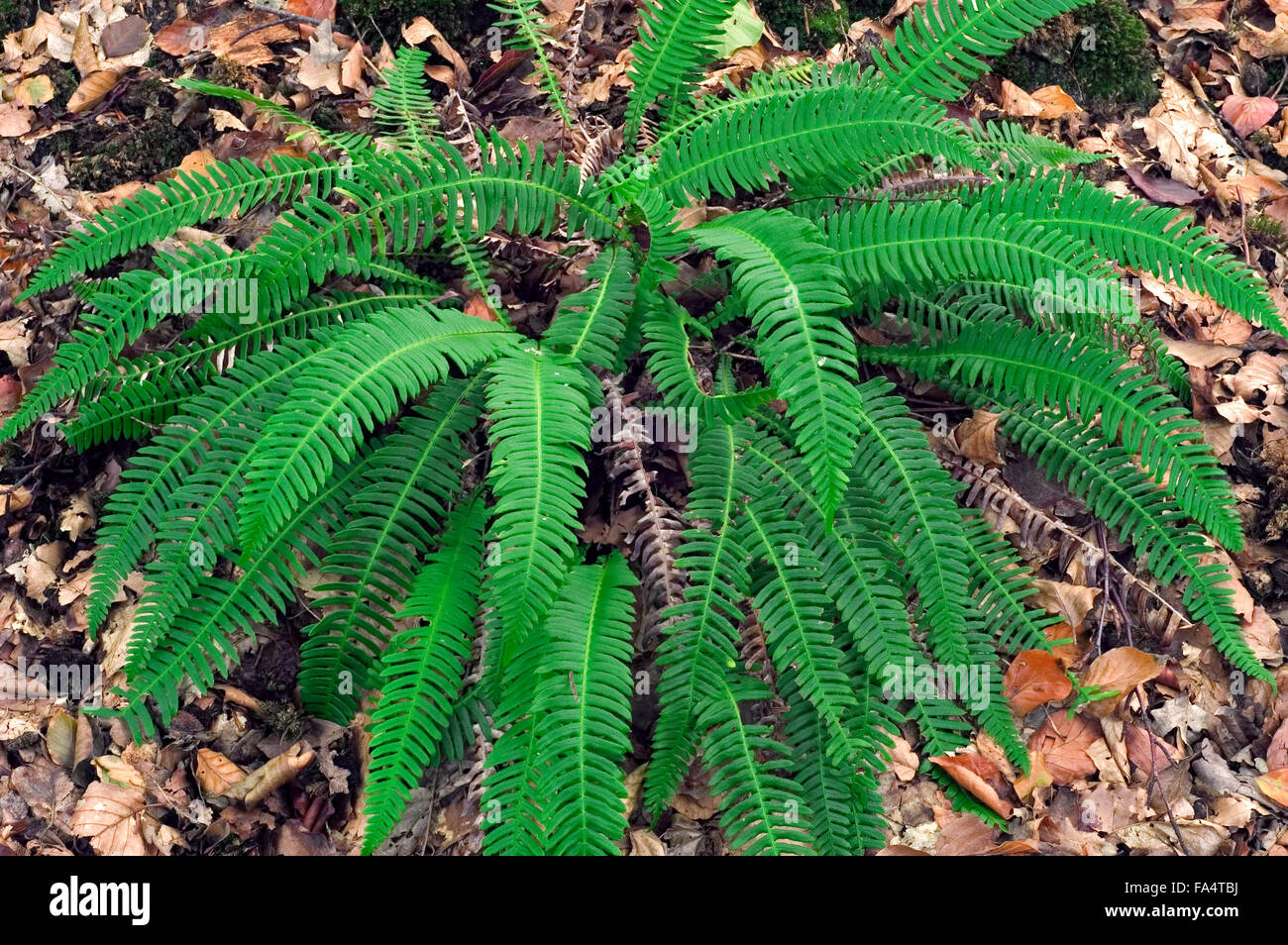 Deer fern / Hard fern (Blechnum spicant) in forest Stock Photo - Alamy