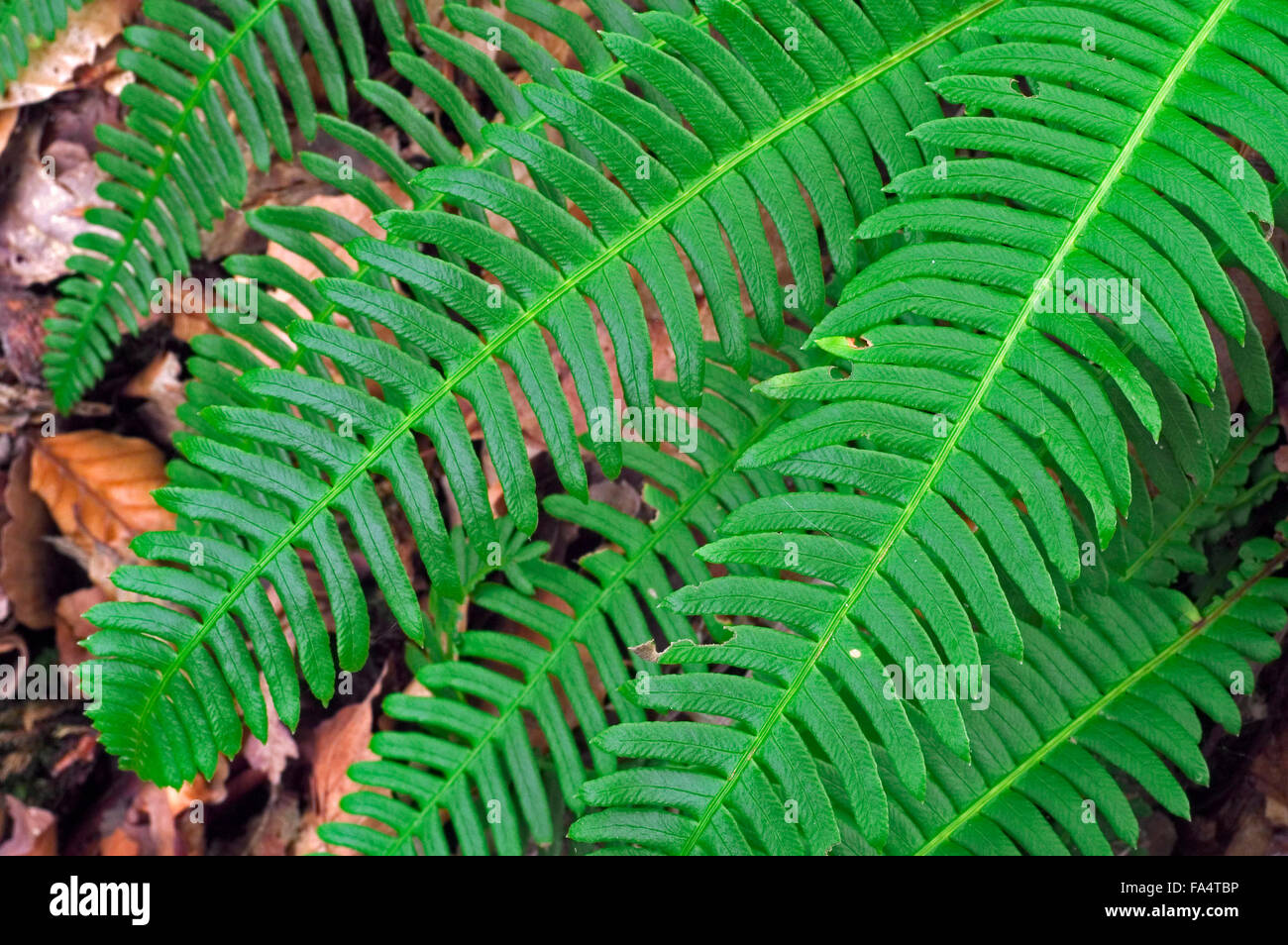 Deer fern / Hard fern (Blechnum spicant) close up of fronds Stock Photo ...