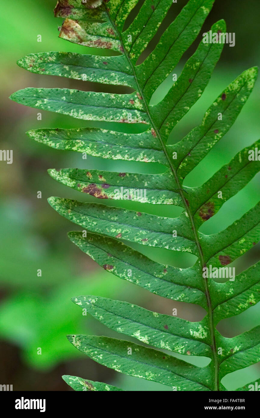 Common polypody (Polypodium vulgare) close up of fronds Stock Photo - Alamy