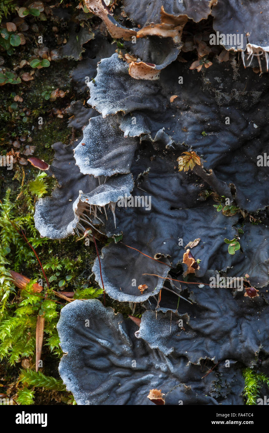 Dog lichen (Peltigera canina) growing on rock Stock Photo - Alamy