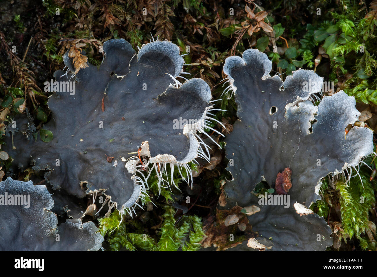 Dog lichen (Peltigera canina) growing on rock Stock Photo - Alamy