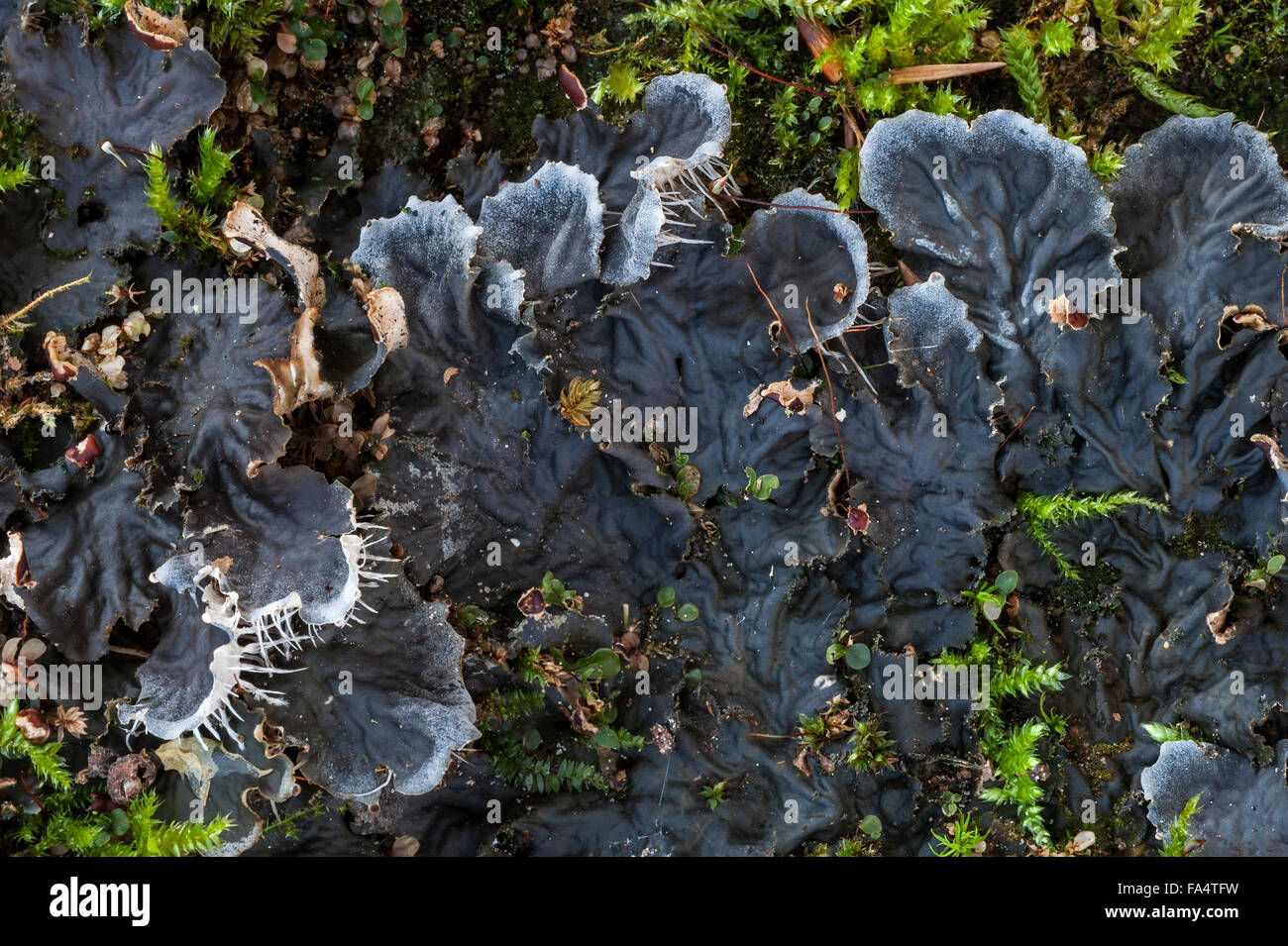 Dog lichen (Peltigera canina) growing on rock Stock Photo - Alamy
