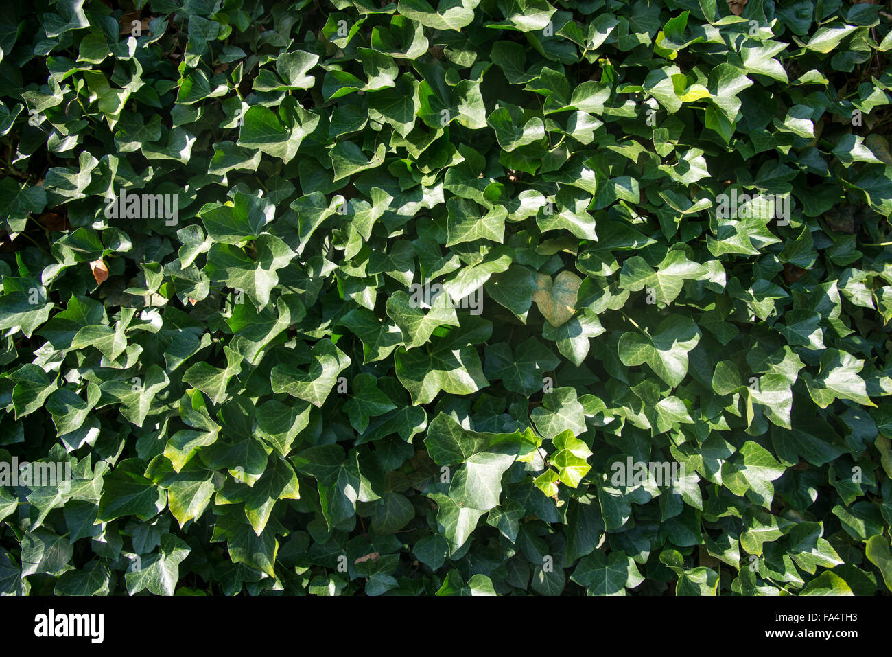 Ivy wall concrete hi-res stock photography and images - Alamy