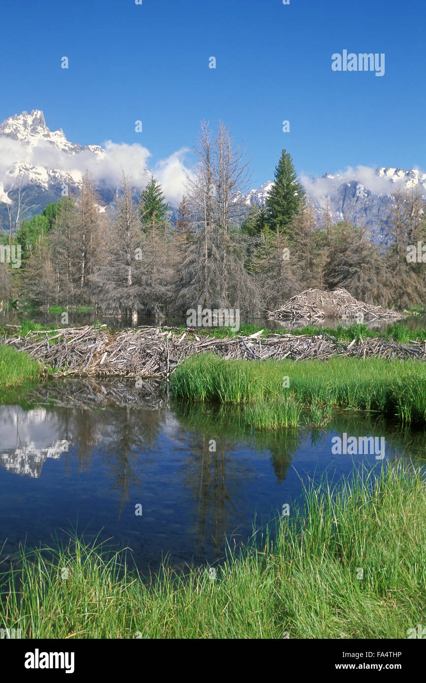North American beaver (Castor canadensis) beaver dam and lodge in the ...