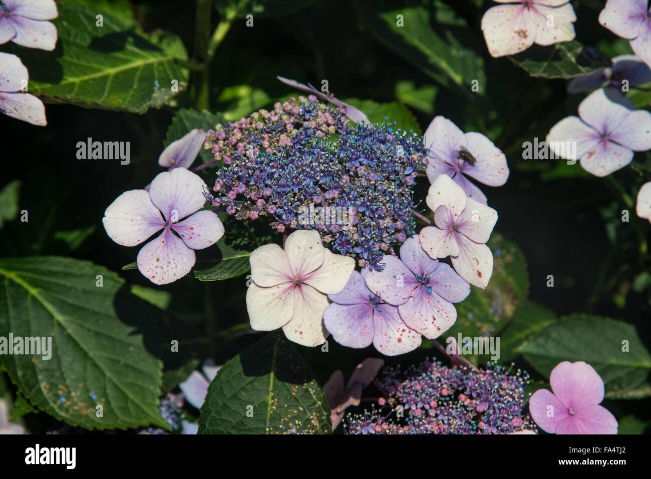 Purple hydrangea hi-res stock photography and images - Alamy