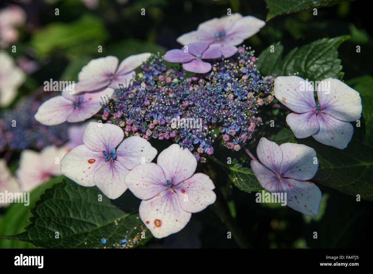 Hydrangea branch hi-res stock photography and images - Alamy