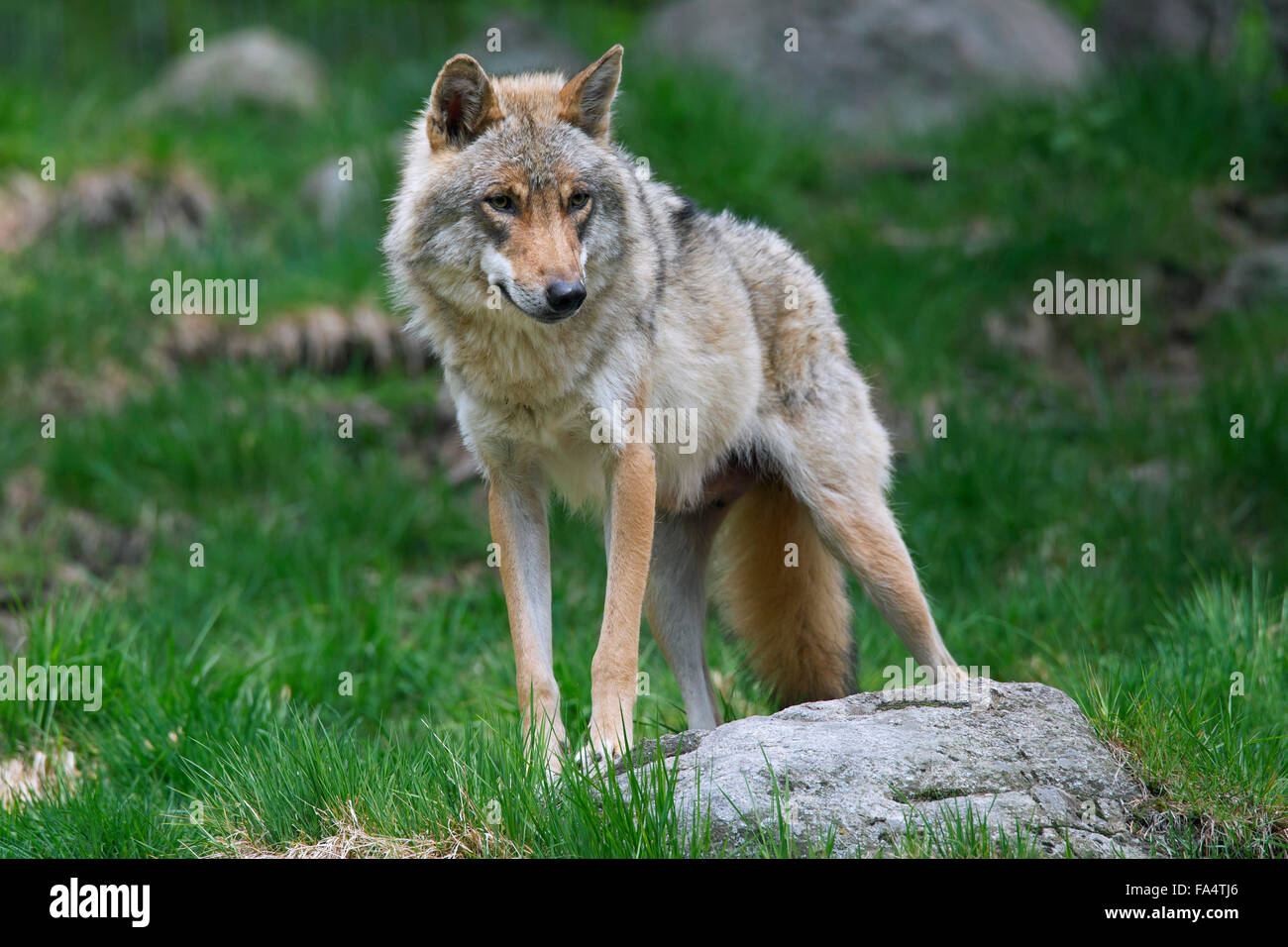 Halsingland sweden hi-res stock photography and images - Alamy