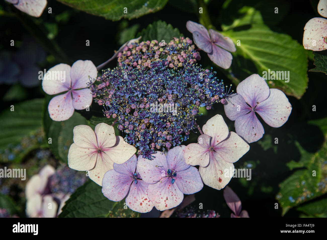 Hydrangea branch hi-res stock photography and images - Alamy