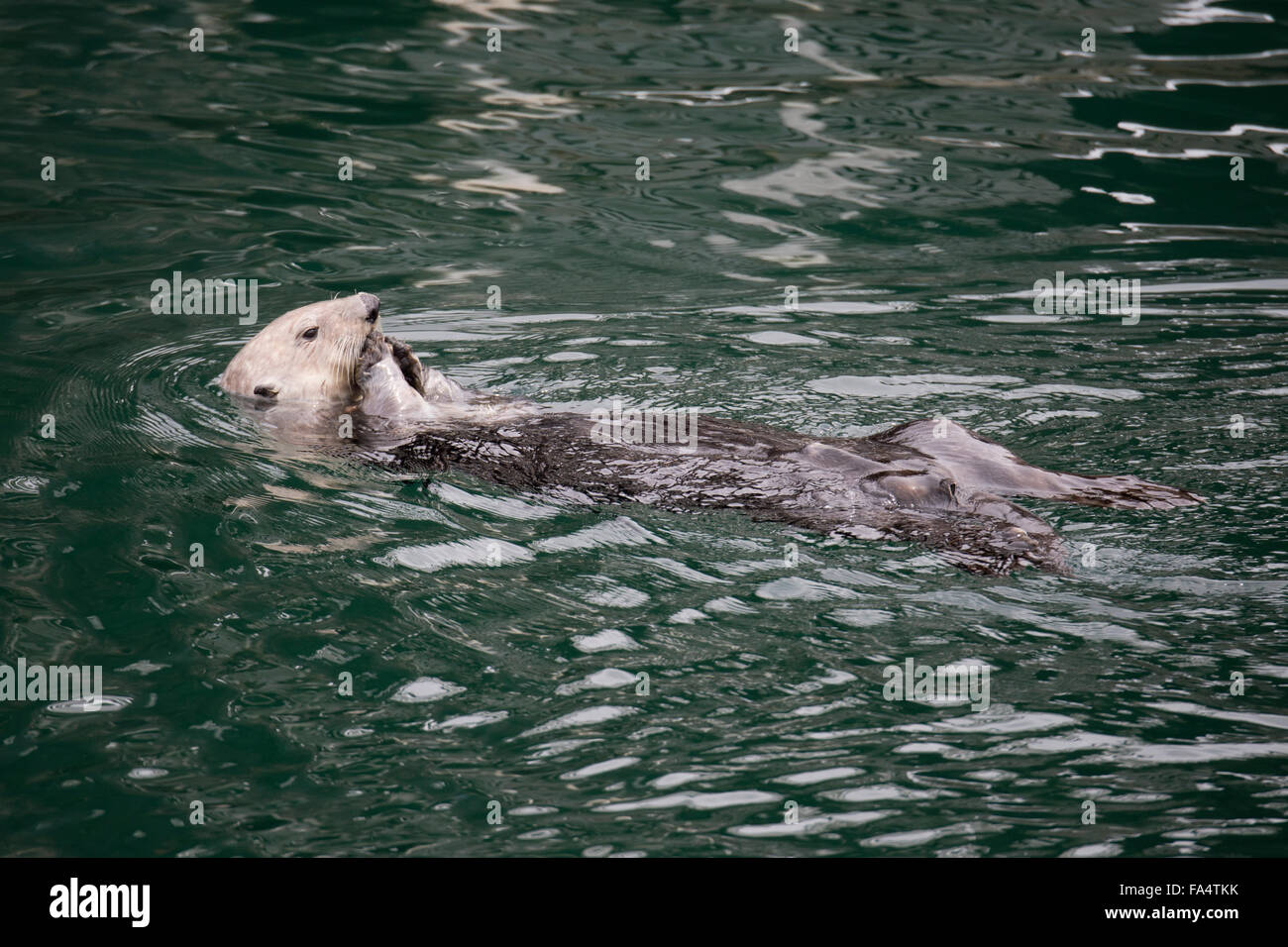 Sea otter eating hi-res stock photography and images - Alamy