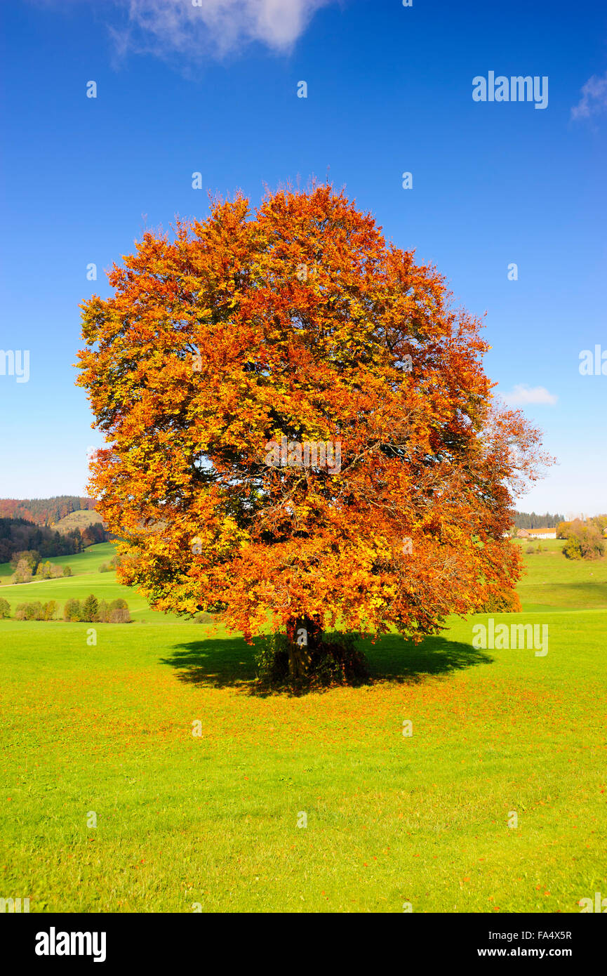 big old beech tree at fall in meadow Stock Photo - Alamy