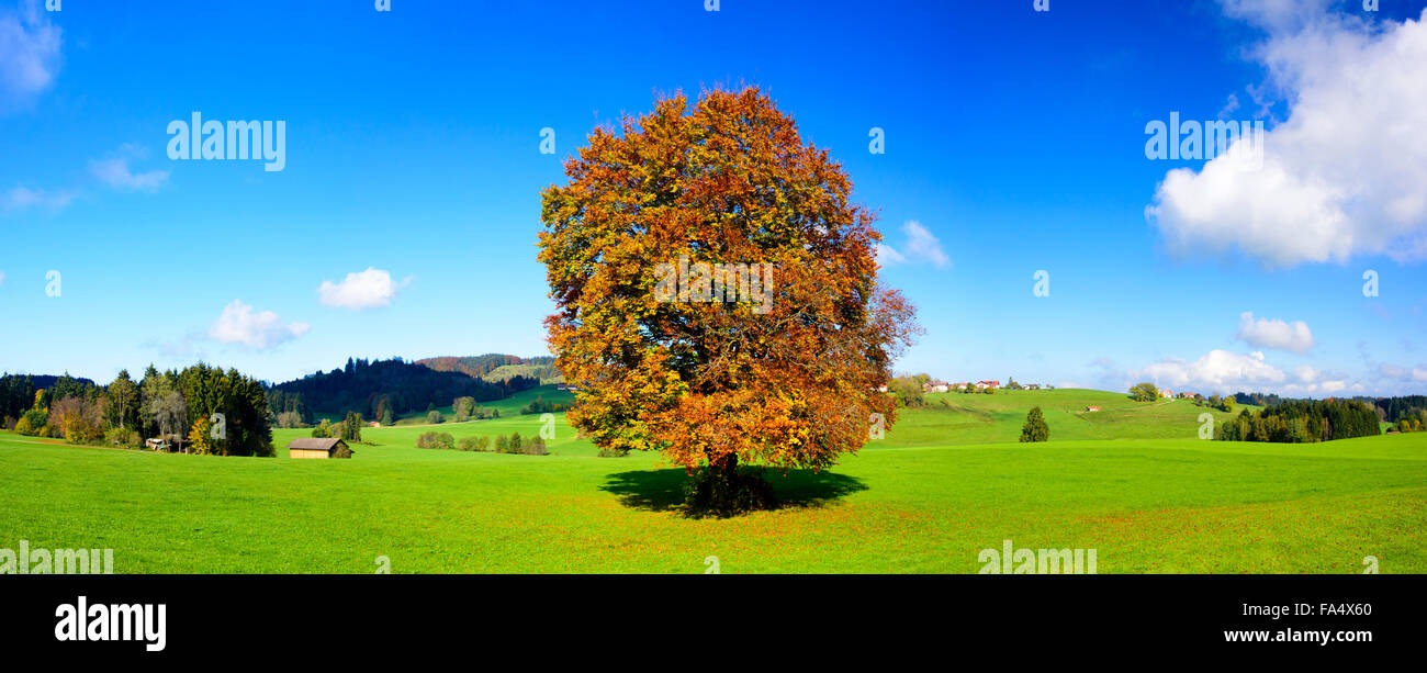 big old beech tree at fall in meadow Stock Photo - Alamy