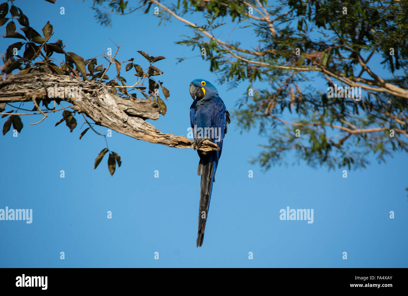 Hyacinth macaw anodorhynchus adult hyacinthinus perched hi-res stock ...